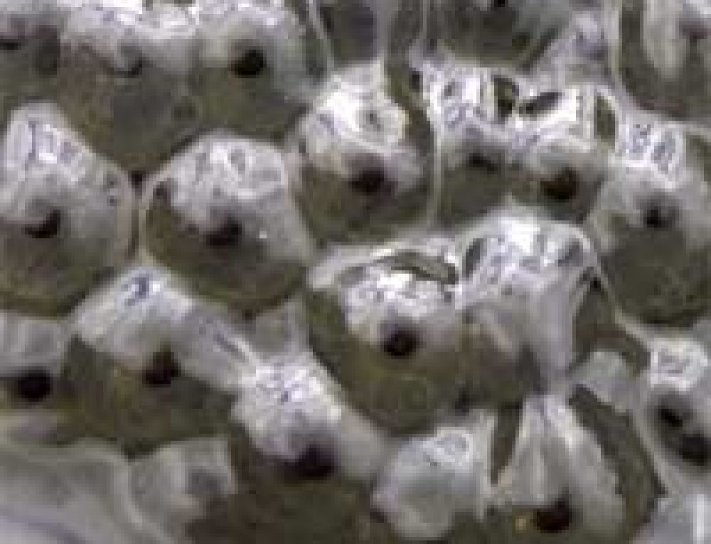 How to Prevent Frogs Dying in Our Pond? - Pond Expert