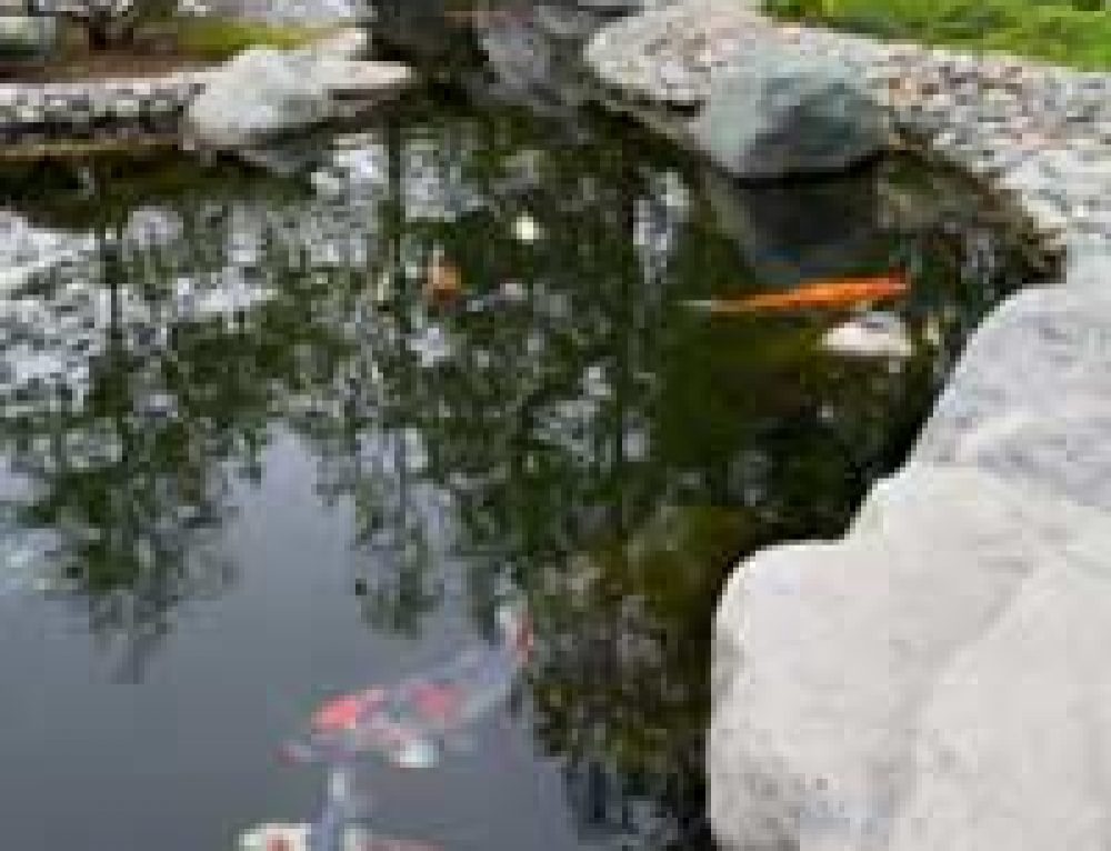 Children and Pond Safety - Pond Expert