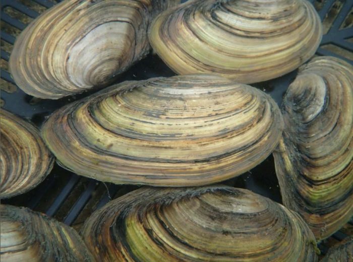 Pond Snails - Pond Expert