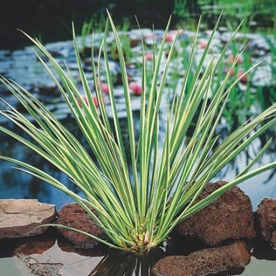 Pond Edge Plants - Pond Expert